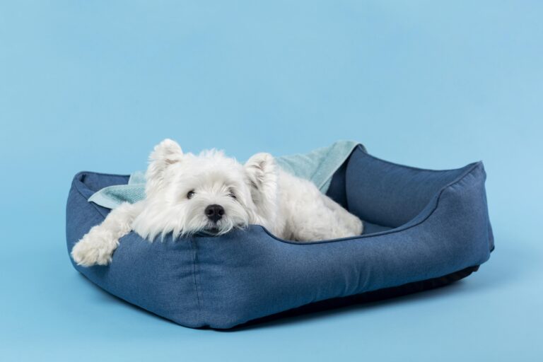 Dog Beds 101: Types, Sizes, and Materials Explained - ezpz.pet