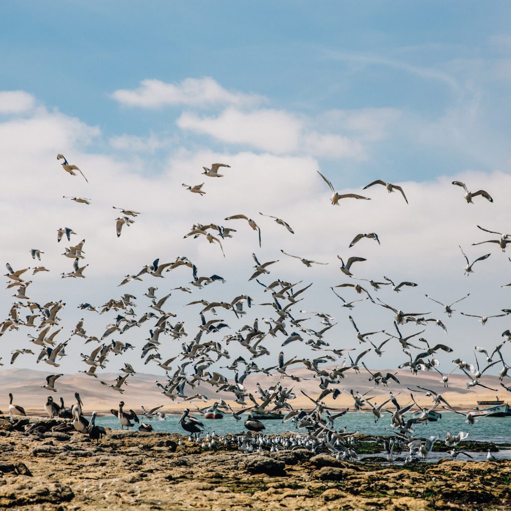 The Fascinating Journey: Understanding Bird Migration Patterns - ezpz.pet