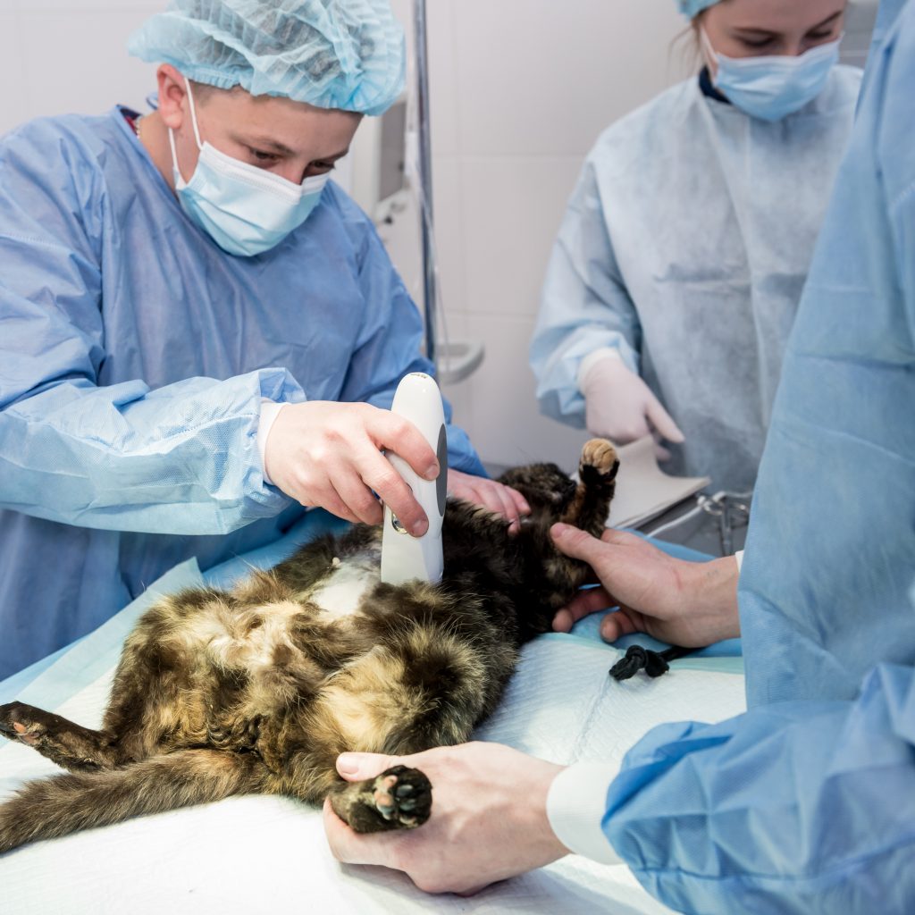 The Lifesaving Choice: Understanding the Benefits of Spaying/Neutering ...