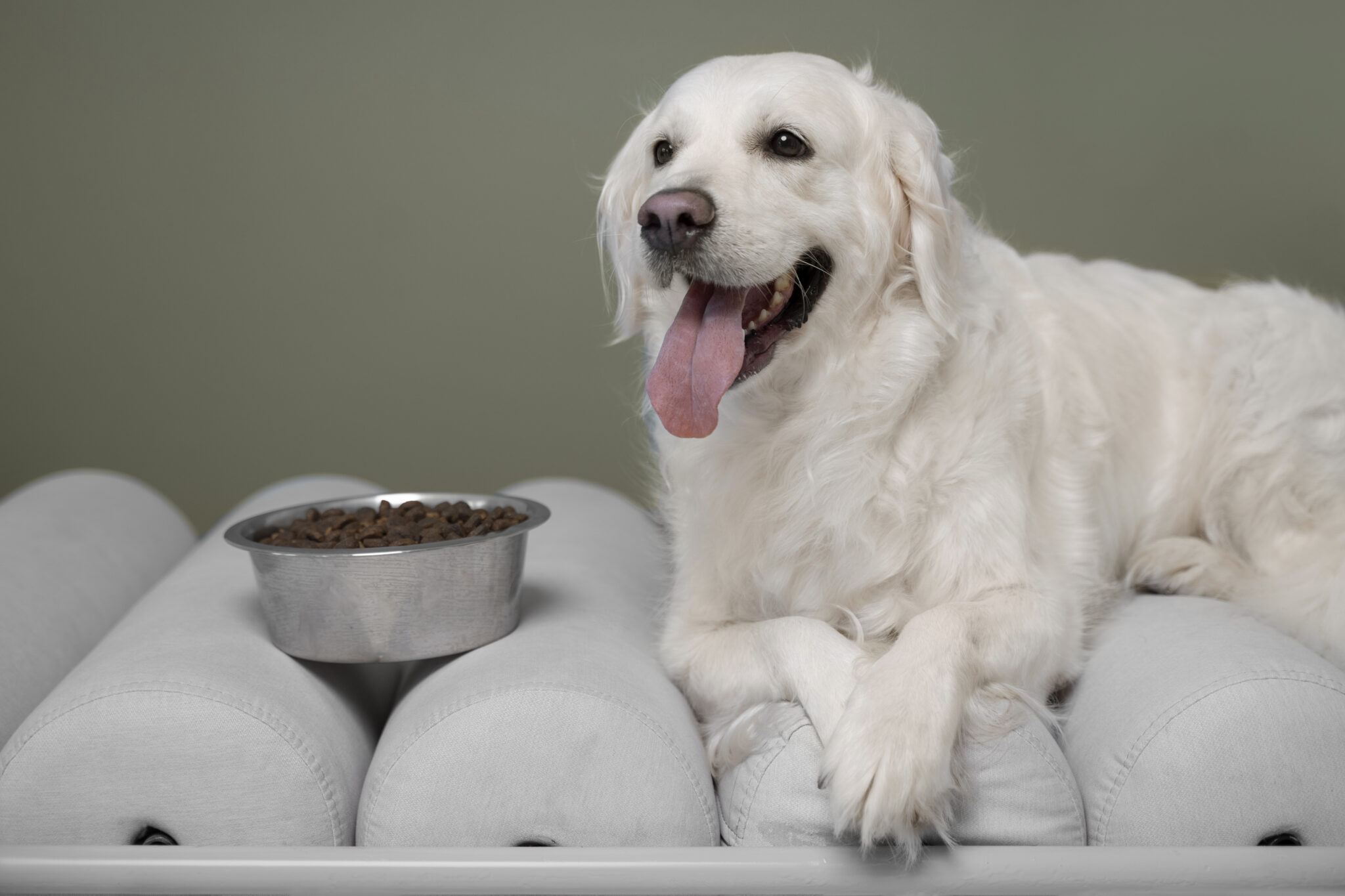 Ensuring Safety And Sustainability: Seafood Ingredients In Pet Food ...