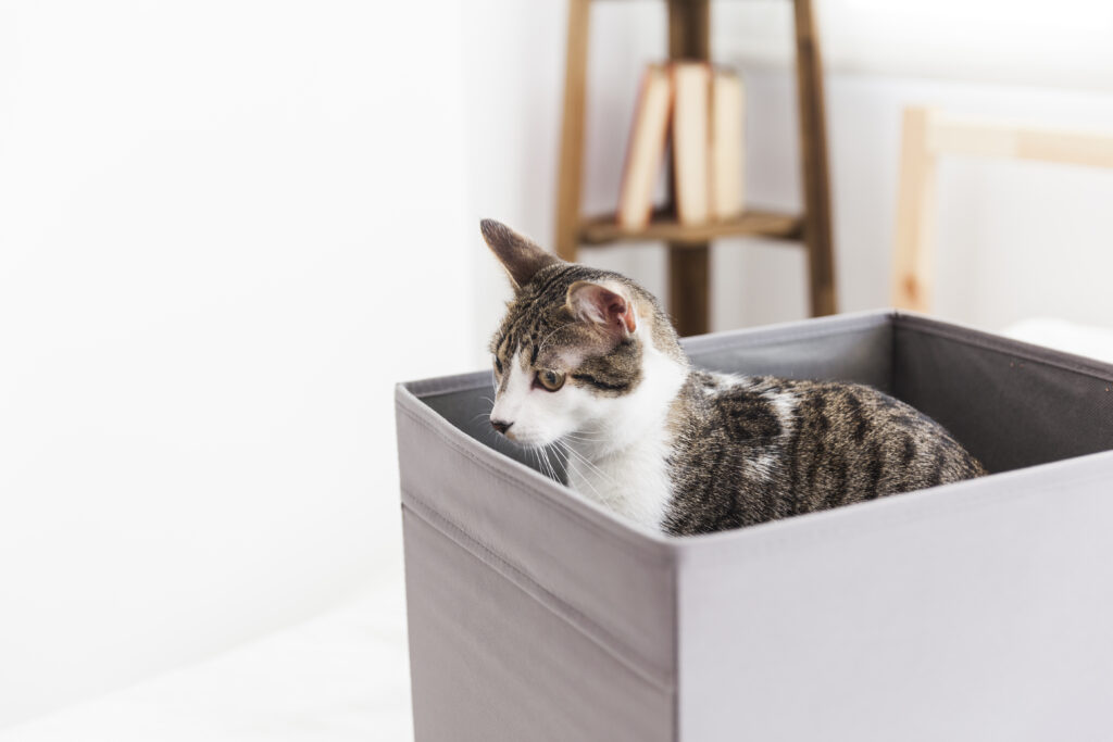 Next Gen Pet: Smarter Pet Products with Purpose - ezpz.pet